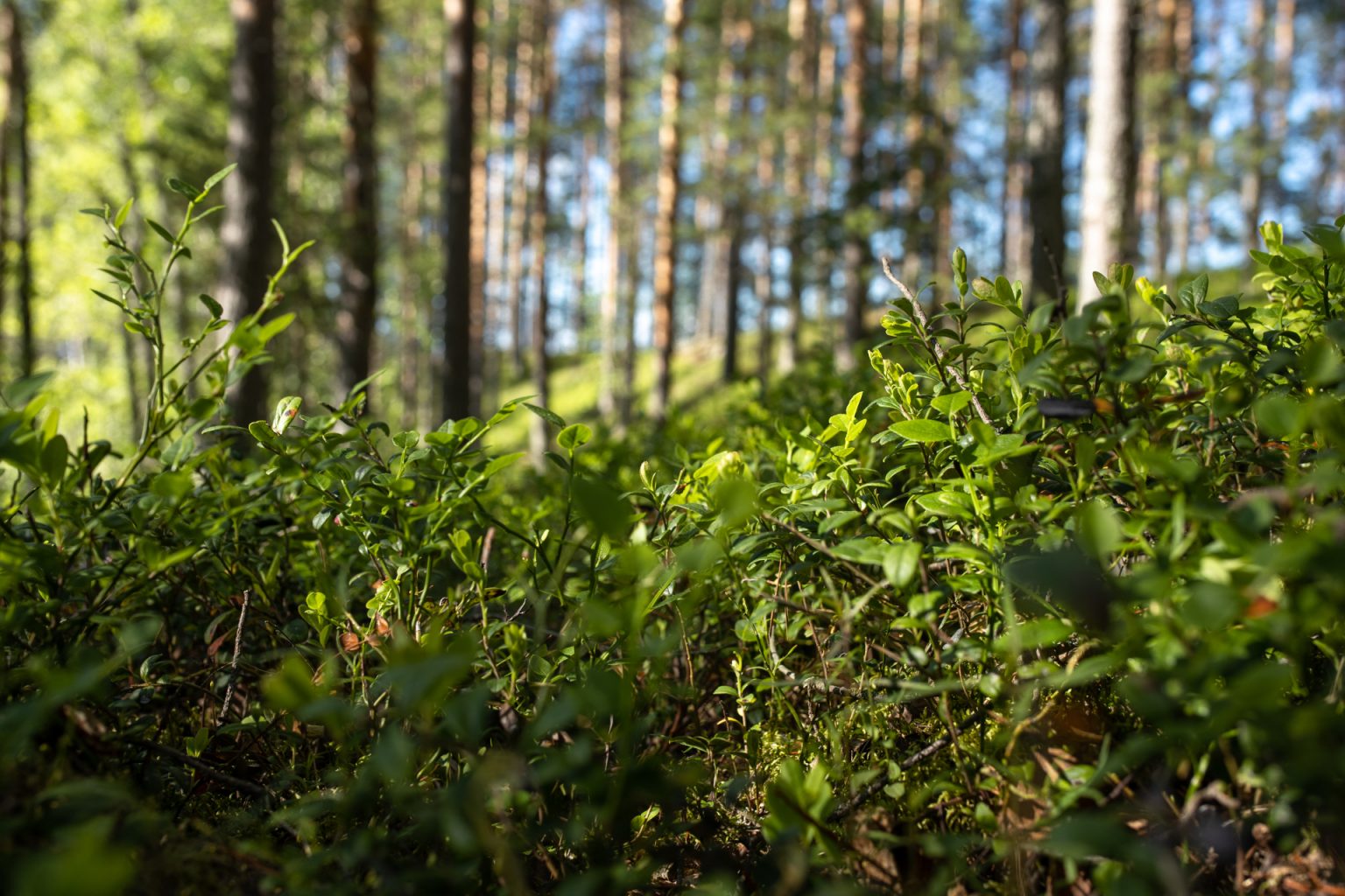 Julunkivi nature trail – Visit Sulkava